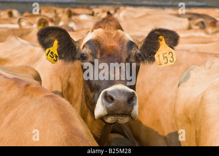 Jersey cow communicating Stock Photo - Alamy
