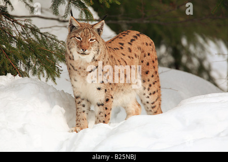 Eurasian lynx (Lynx lynx) standing in the snow, Wildpark Aurach ...