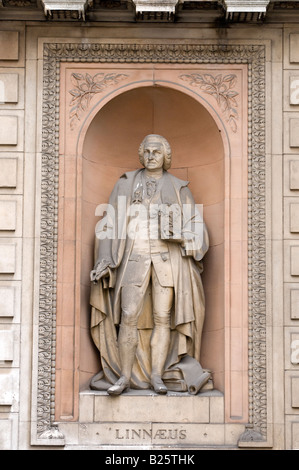 Statue of Carl Linnaeus at Royal Academy of Arts, London, England, UK ...