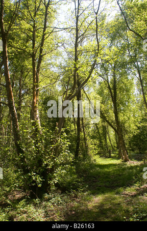 Catcott; The Levels; Somerset; UK Stock Photo - Alamy
