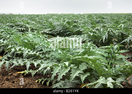Turnip crop growing in field under protective sheeting Alderton ...