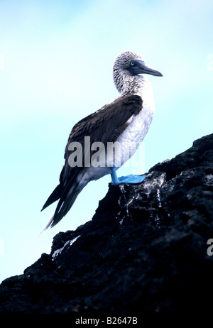 In the Galapagos Islands off the coast of Ecuador you'll find the ...