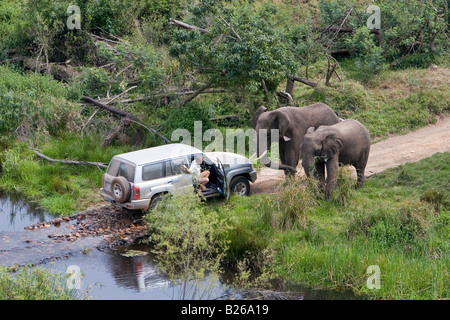 Safari through the jungle, Jeep with two elephants, South Africa Stock ...