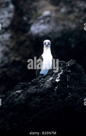 A Blue-Footed Booby stands alert among the branches and rugged terrain ...