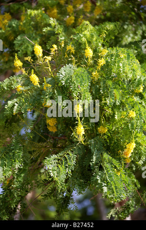 Acacia Tree, Monte Alban, near Oaxaca City, Oaxaca, Mexico Stock Photo ...