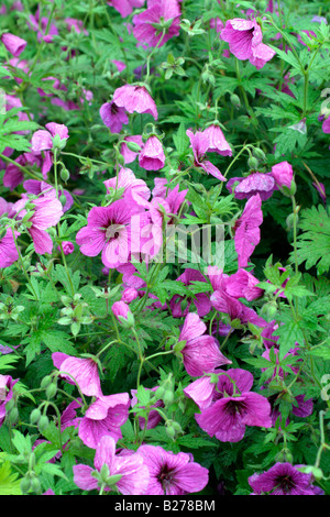 GERANIUM IVAN AGM AT MARWOOD HILL GARDENS NORTH DEVON Stock Photo - Alamy
