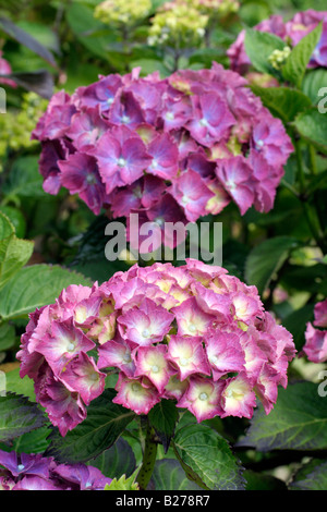 hydrangea macrophylla alpengluhen syn alpine glow pink flowers ...