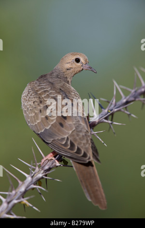 Inca Dove (Columbina inca Stock Photo - Alamy