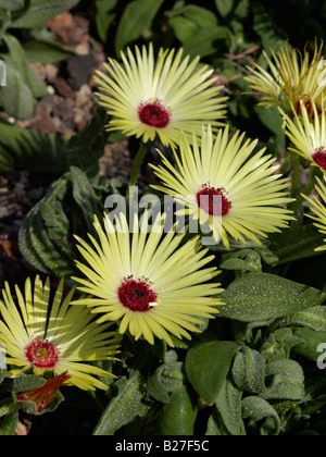 Midday flower (Dorotheanthus bellidiformis Stock Photo - Alamy