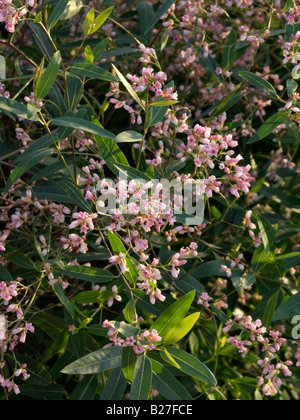 Apocynum venetum L Apocynum venetum L Stock Photo - Alamy