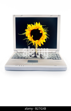 A laptop computer with a sunflower growing through the keyboard Stock ...