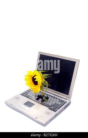 A laptop computer with a sunflower growing through the keyboard Stock ...
