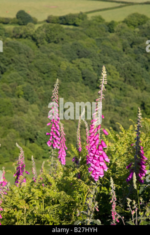Cadsonbury Fort; Valley of the River Lynher; Cornwall; UK Stock Photo ...