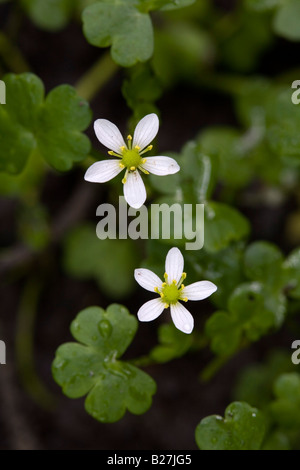 The white flower of the round leaved crowfoot (Ranunculus omiophyllus ...
