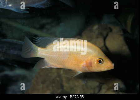 Amphilophus labiatus , Red Devil, Center America Cichlid, Nicaragua ...