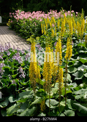 Ligularia, Leopard Plant, Yellow, Flower, Close up, Bloom, Detail, July ...