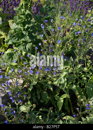 Italian Alkanet, Anchusa azurea "Dropmore", Flower, Blue, Closeup ...