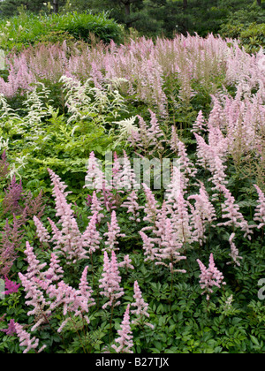 White pink flowers of Astilbe x Arendsii Erica, also known as False ...