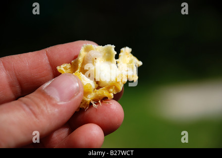 Queen larvae in a hand Stock Photo - Alamy