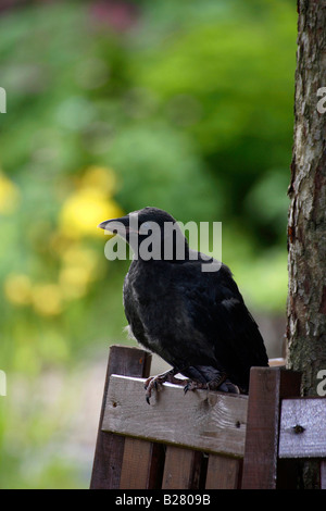 Carrion Crow fledgeling on bench Corvus corone corone Stock Photo - Alamy