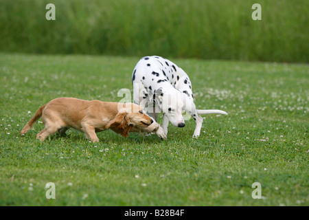 Dalmatian and English Cocker Spaniel 5 month Stock Photo - Alamy