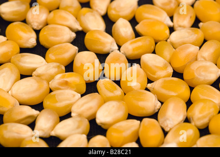 Maize / Corn Stock Photo - Alamy