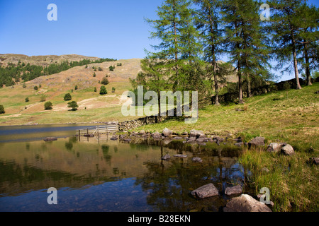 Blea Tarn Springtime In May Reflections Of The Tarn's Pine Trees On The ...