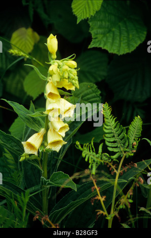 Digitalis grandiflora, Large Yellow Foxglove. Wild plant shot in summer ...