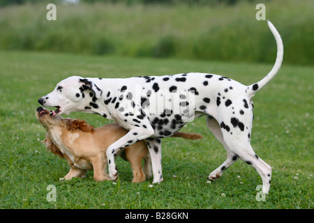 Dalmatian and English Cocker Spaniel 5 month Stock Photo - Alamy