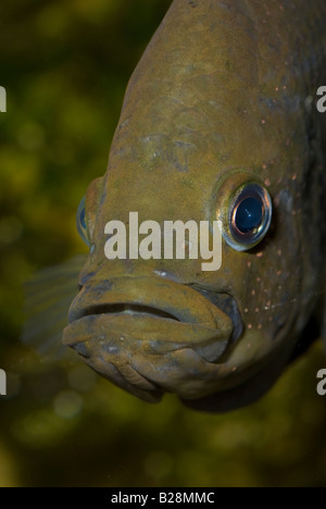 Paratilapia polleni, male, Madagascar Cichlid, Africa Stock Photo - Alamy