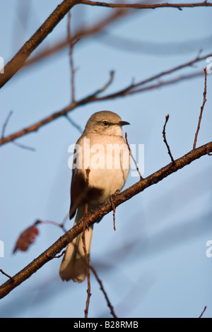 Northern mockingbird (Mimus polyglottos) perched on a branch Stock ...