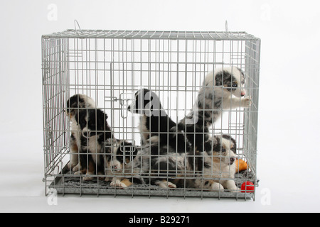 Australian Shepherd, puppies, 7 weeks, in cage, box, kennel Stock Photo ...