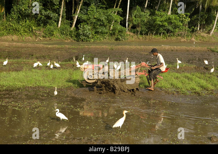 Paddy Fields Sri Lanka Stock Photo - Alamy