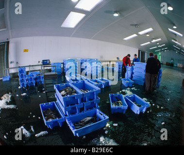 Fish auction hall / Killybegs Stock Photo - Alamy