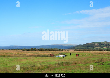 CORS CARON NATURE RESERVE Ref WP STRANGE2616DFWP STRANGE 2616DF ...