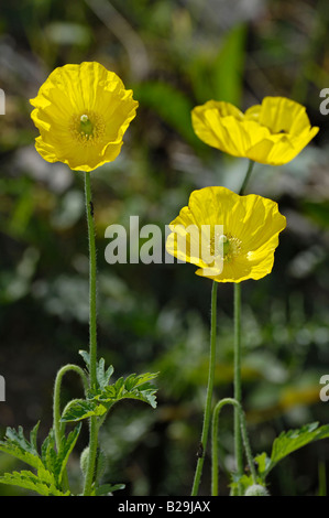 Welsh Poppy, Meconopsis cambrica, blossoms in Pruhonice, Czech Republic ...