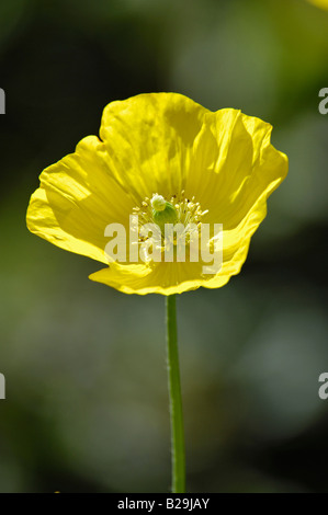 Welsh Poppy, Meconopsis cambrica, blossoms in Pruhonice, Czech Republic ...
