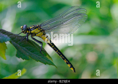 Common Clubtail or Club-tailed Dragonfly, mature male - Gomphus ...
