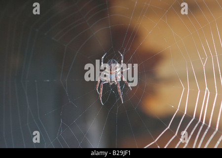 Bridge cross spider, Bridge spider, Bridge cross spider, Bridge spiders ...