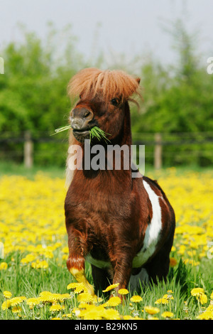 Shetlandpony / Shetty Stock Photo - Alamy