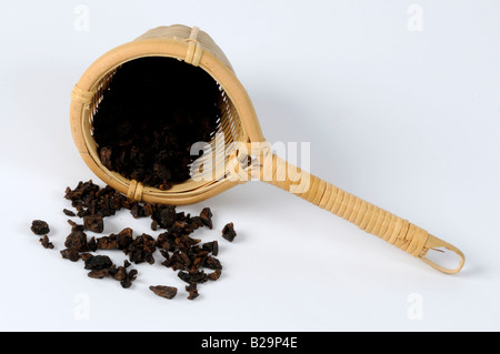 Tuber Fleeceflower Root / He Shou Wu Stock Photo - Alamy