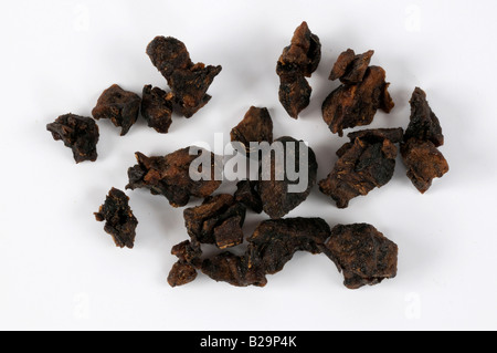 Tuber Fleeceflower Root / He Shou Wu Stock Photo - Alamy