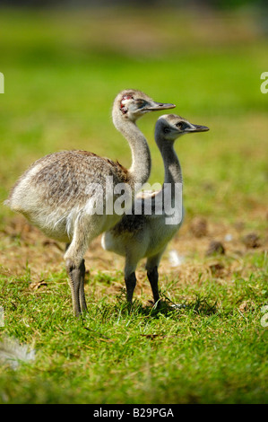 Two young Rheas Stock Photo - Alamy