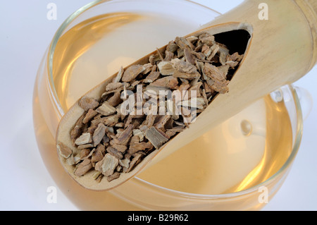 Chinese Wolfberry Root-bark / Di Gu Pi Stock Photo - Alamy