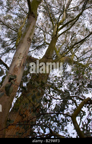 A Large Eucaliptus Gum Tree in Katikati Bird Sanctuary Bay of Plenty ...