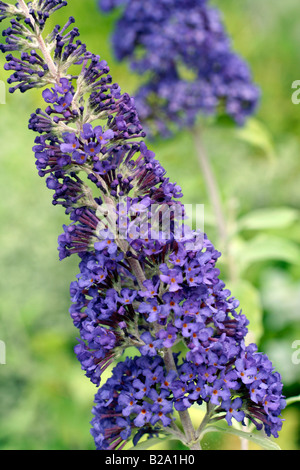 Buddleja davidii Blue Horizon shrub (Buddleia variety), known as a ...