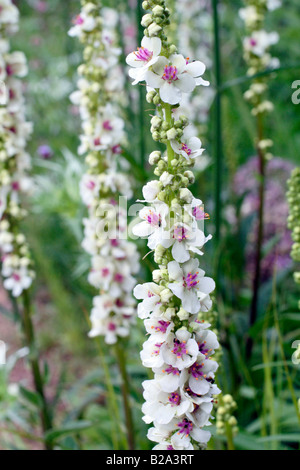 verbascum chaixii album agm white perennials pale pastel flower spikes ...