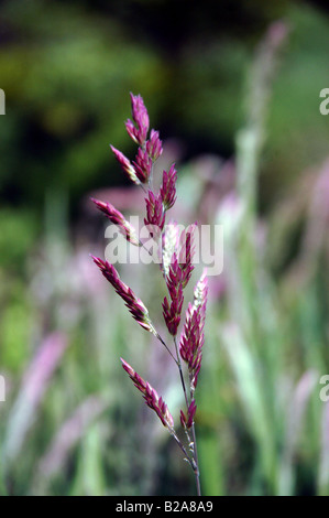 close up of grass heavy with seeds Stock Photo - Alamy