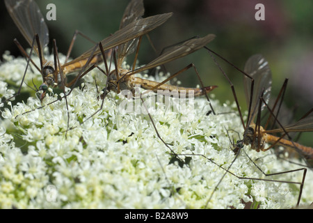 Tipula Crane fly tipulidae diptera nematocera insect. Larvae of this ...