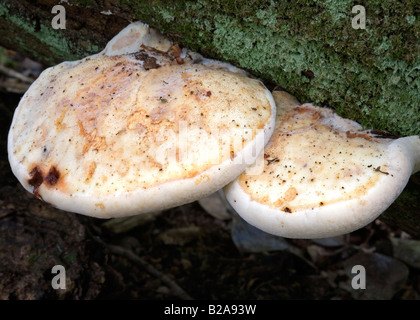 Very rare specimen of Piptoporus quercinus (Oak polypore) on a rotting ...